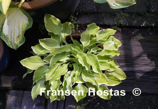 Hosta Fresh - Fransen Hostas